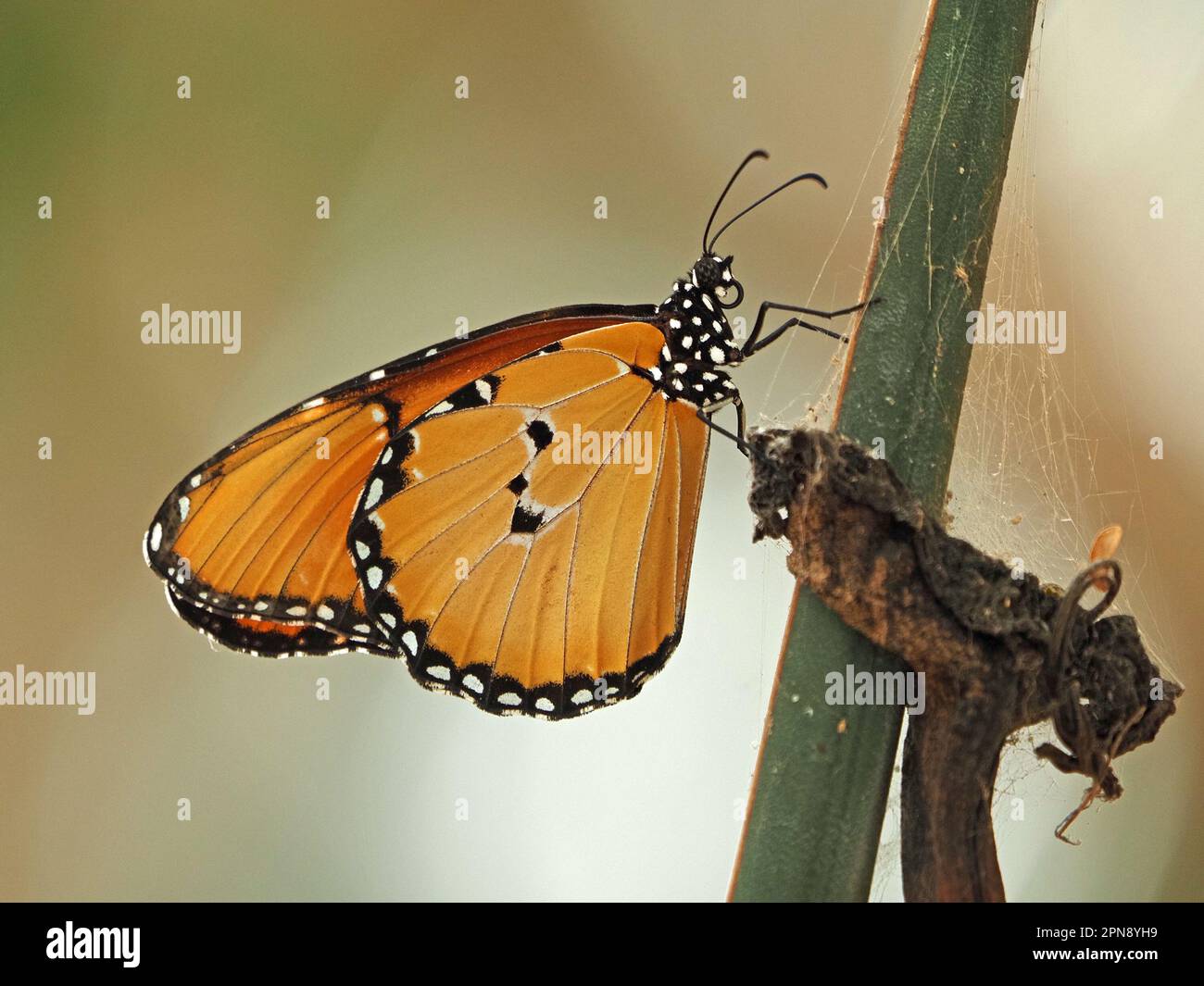 Galana Province,Kenya, Africa Stock Photo - Alamy