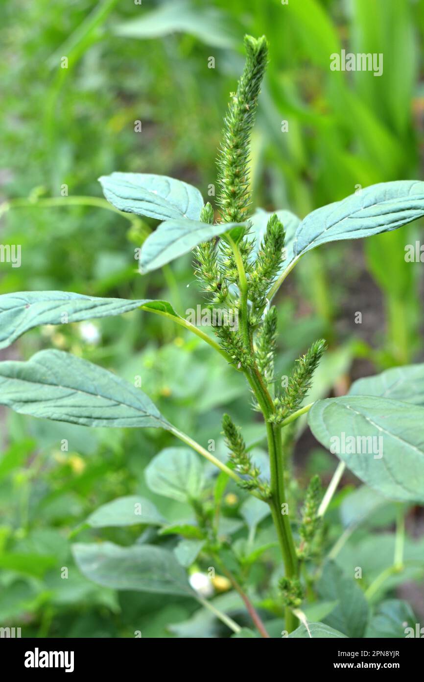 In nature, in the field, like a weed, grows common amaranthus Stock ...