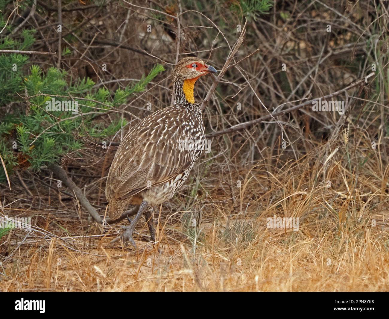 Scrubby habitat hi-res stock photography and images - Alamy