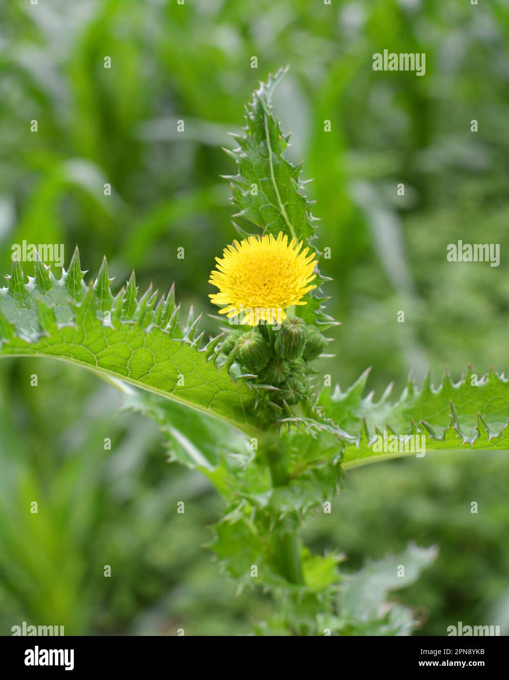 Yellow thistle (Sonchus asper) grows in the wild Stock Photo - Alamy