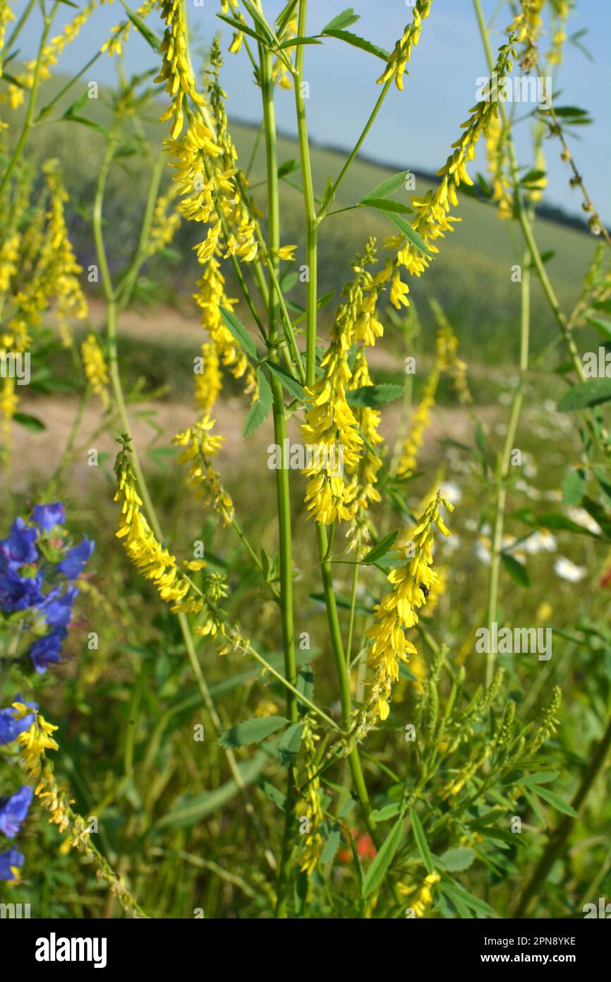 Melilot yellow (Melilotus officinalis) blooms in the wild in summer ...