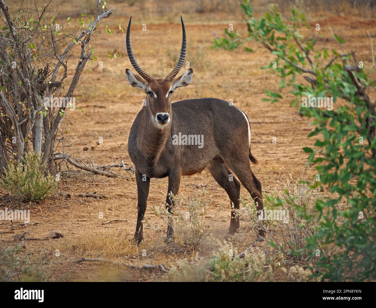 Arid scrub savannah savanna hi-res stock photography and images - Alamy