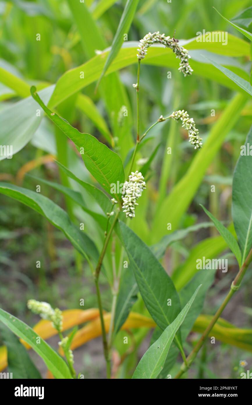 Weed Persicaria lapathifolia grows in a field among agricultural crops ...