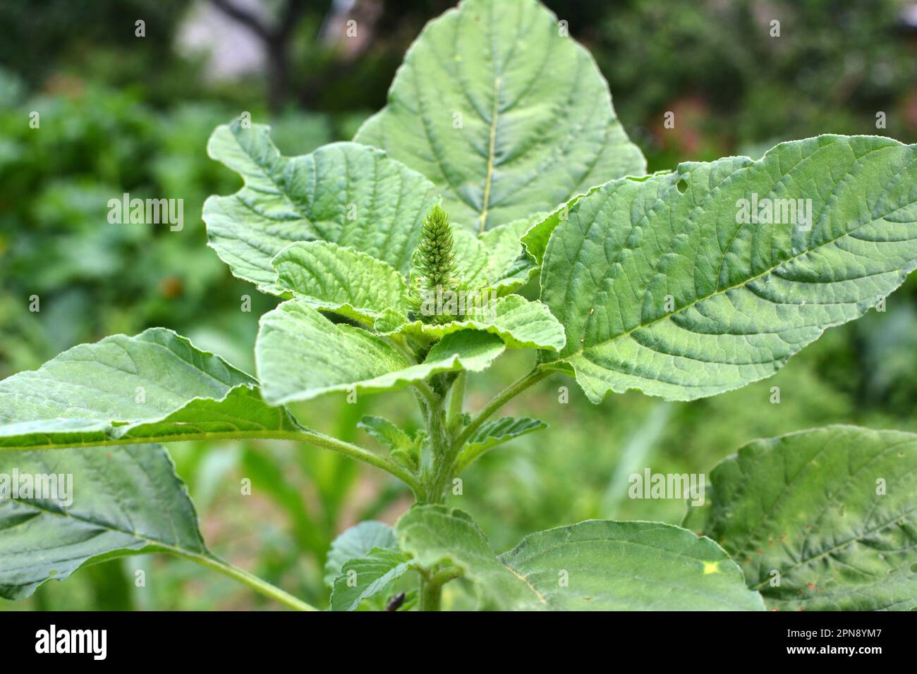 In nature, in the field, like a weed, grows common amaranthus Stock ...