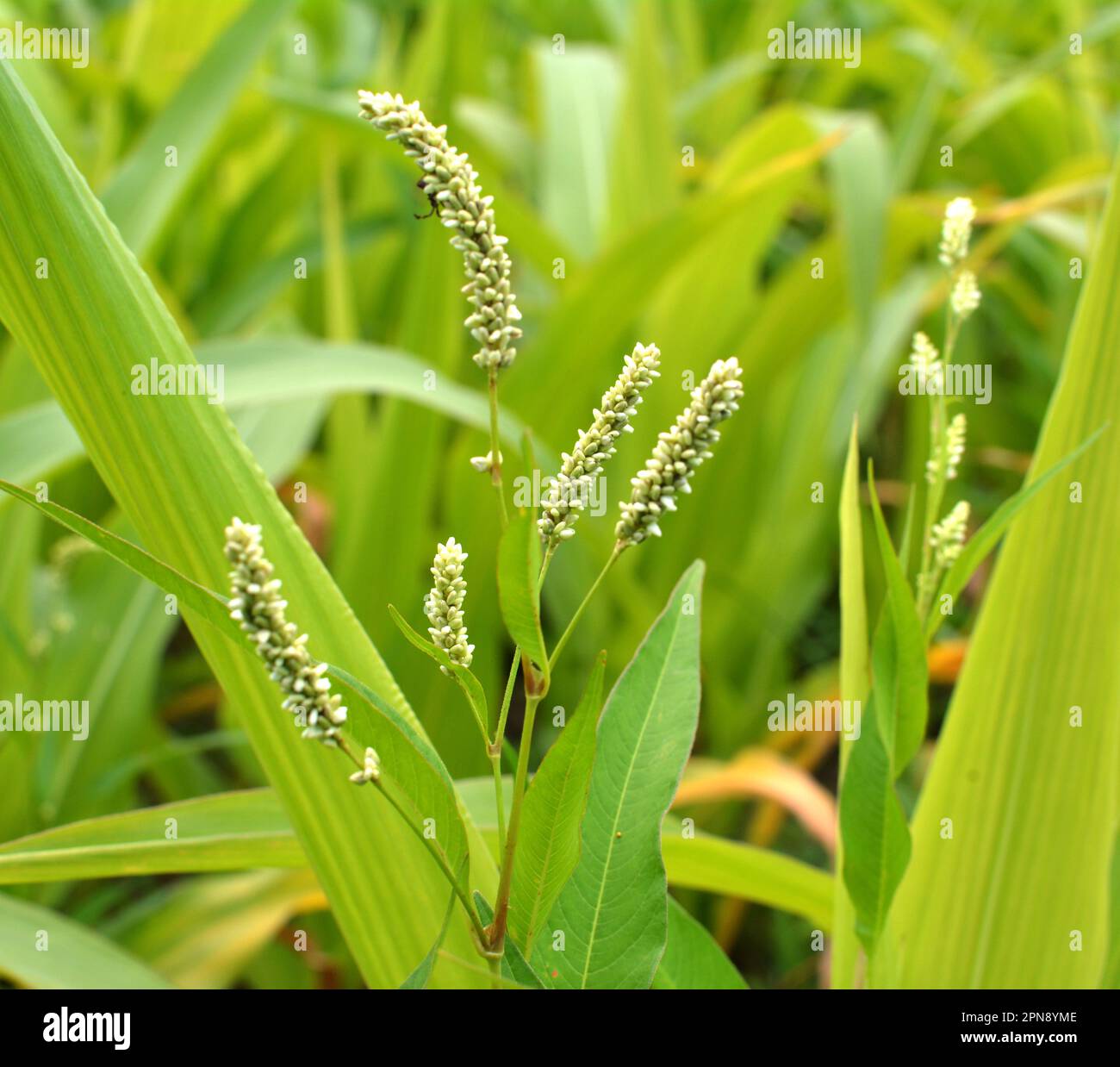 Weed Persicaria lapathifolia grows in a field among agricultural crops ...