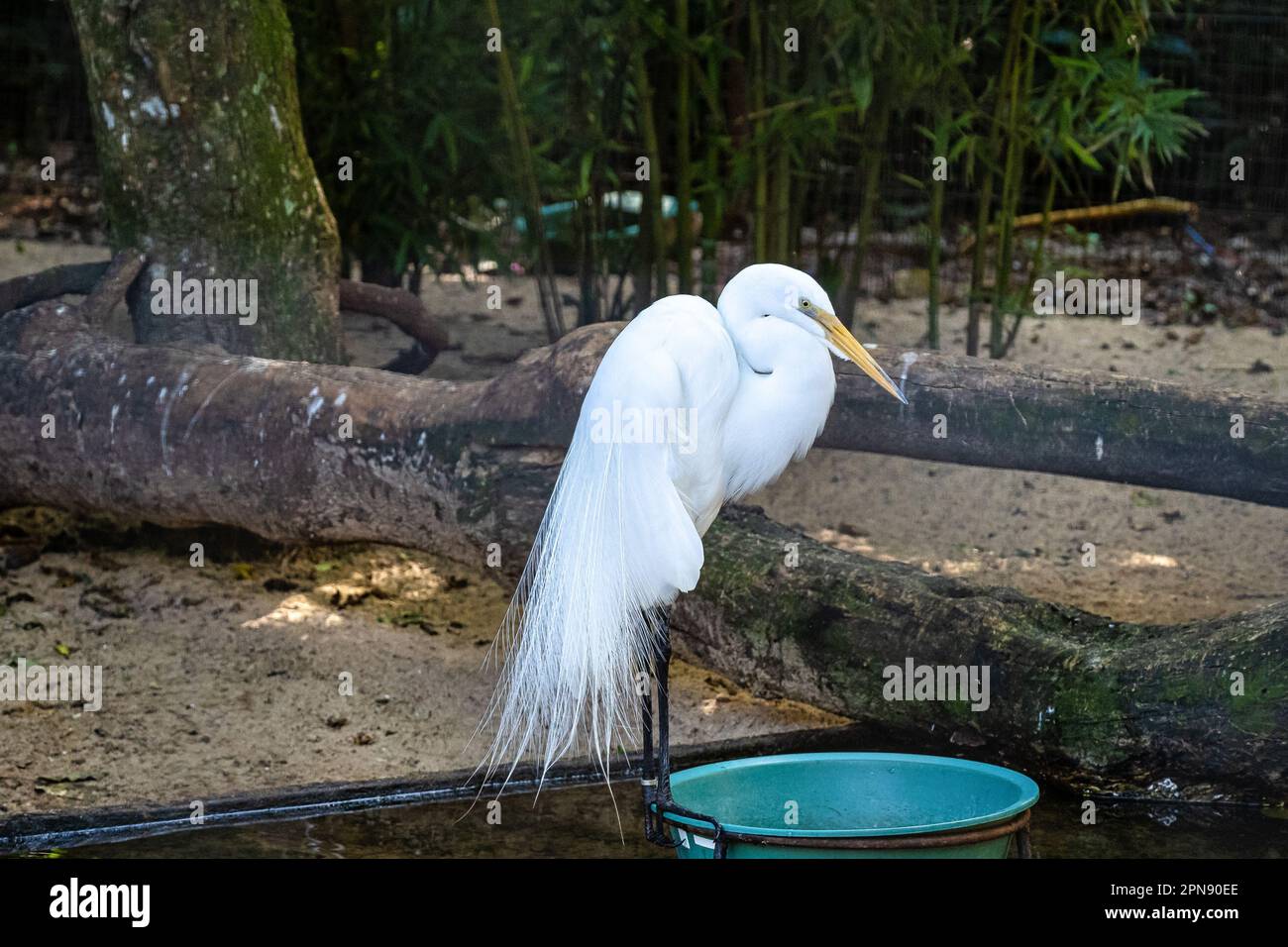 The Great Egret, Ardea alba, also known as Great White Egret in Iguazu ...