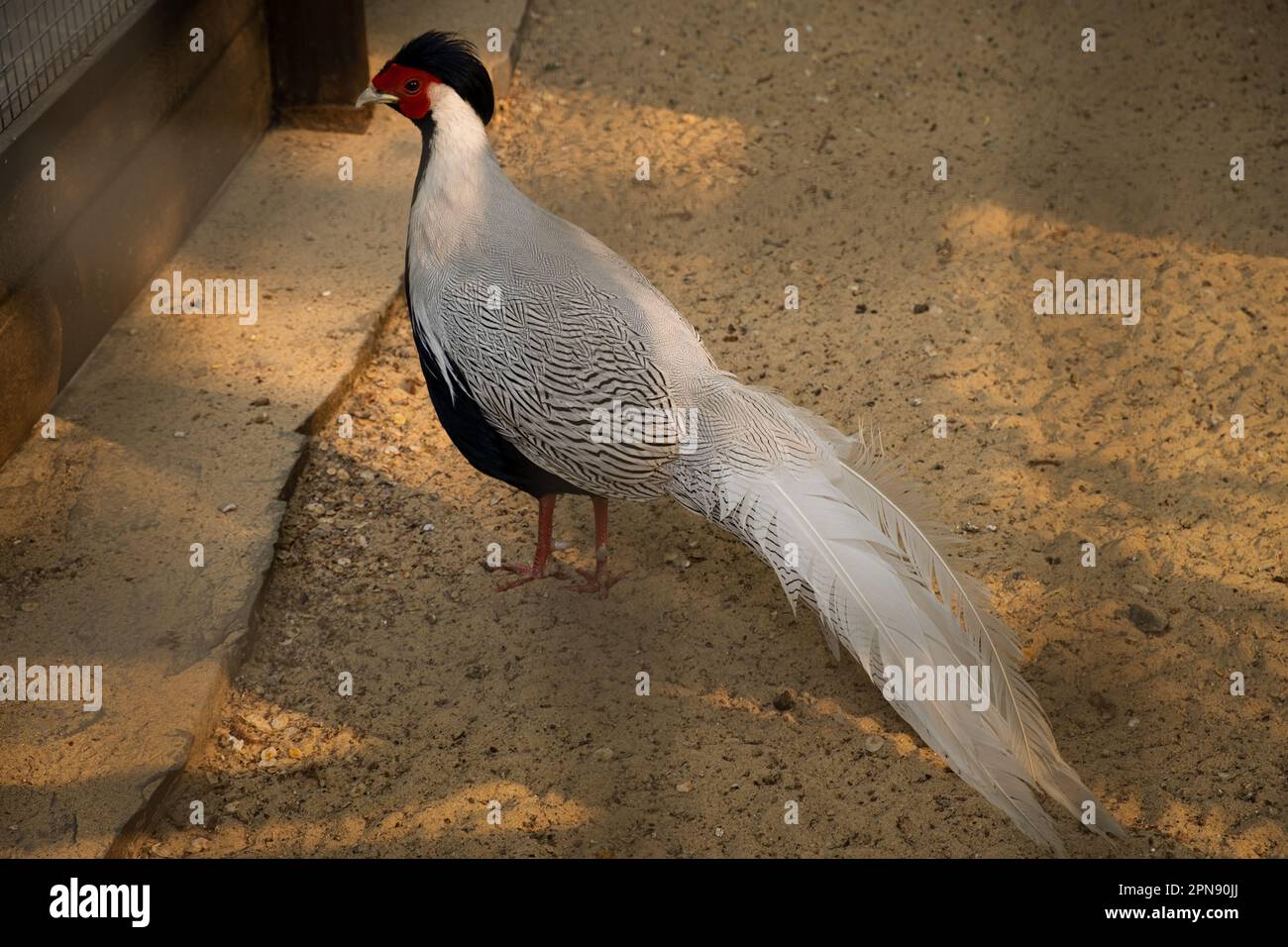 Silver pheasant close-up. Lophura nycthemera head with a tuft. Peacock ...