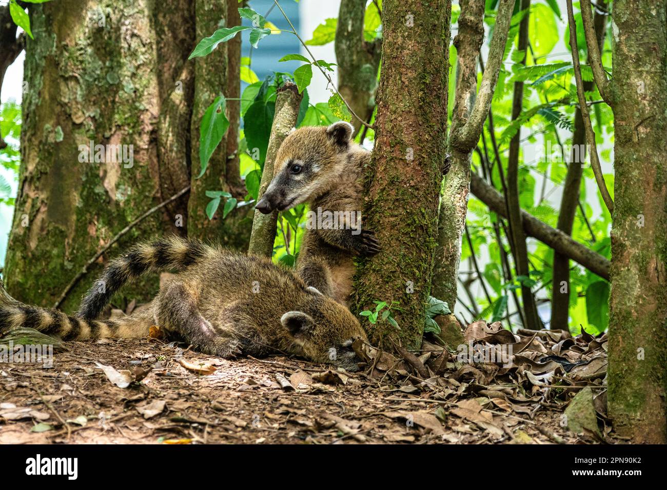 Family of South American Coati, Ring-tailed Coati, Nasua nasua at ...