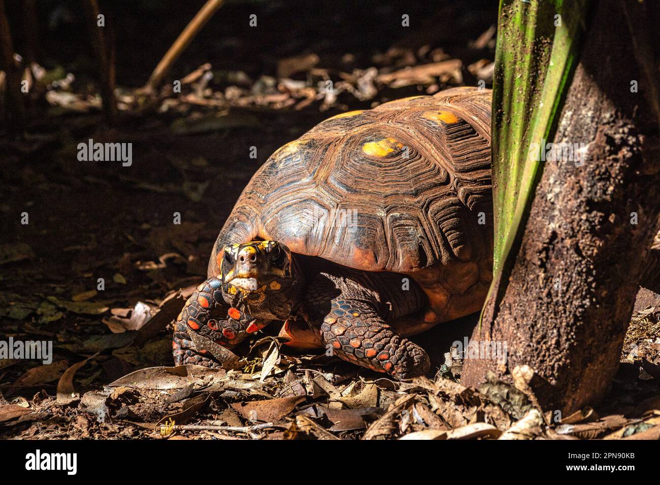 Red-footed Tortoise in the nature. The red-footed tortoise, Chelonoidis ...