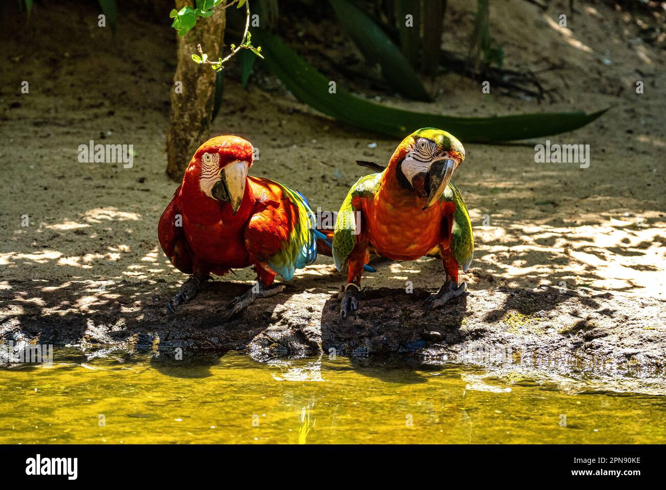Red and green macaw or green winged macaw, scientific name ara ...