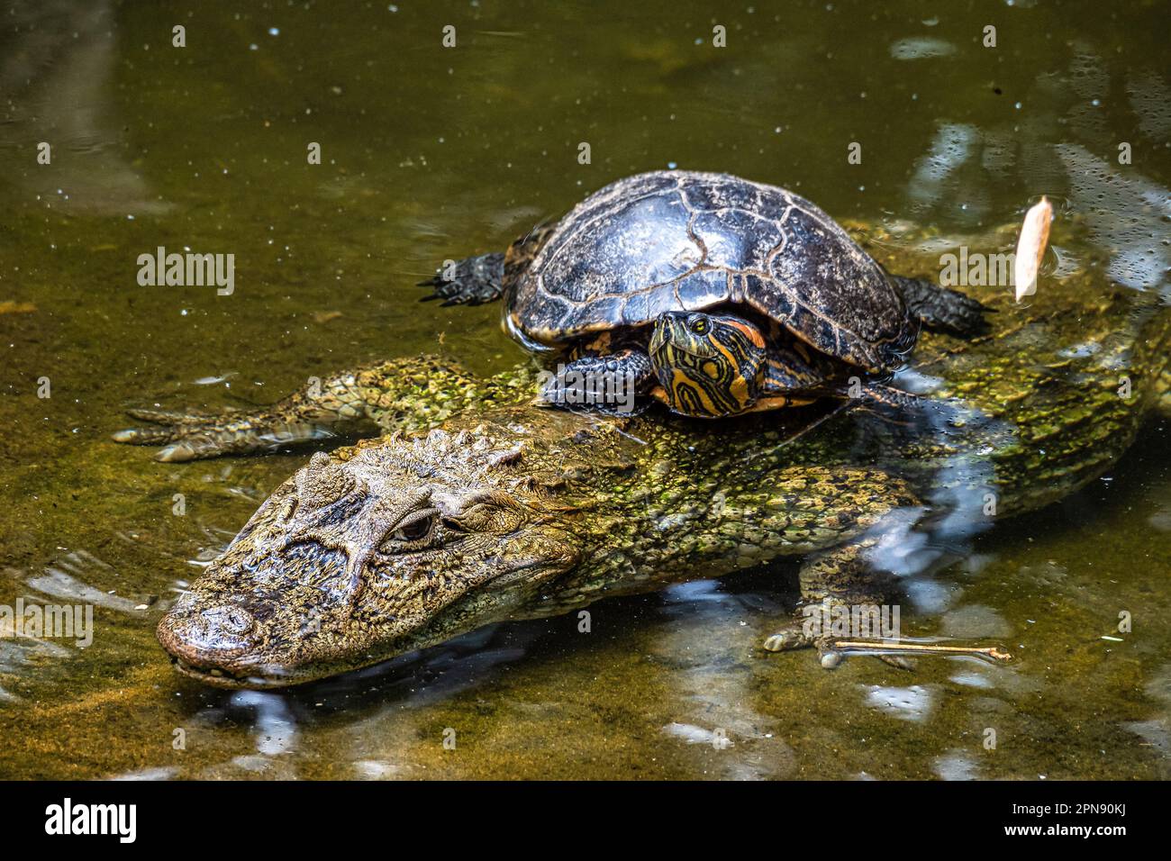 Alligator teeth bird hi-res stock photography and images - Alamy