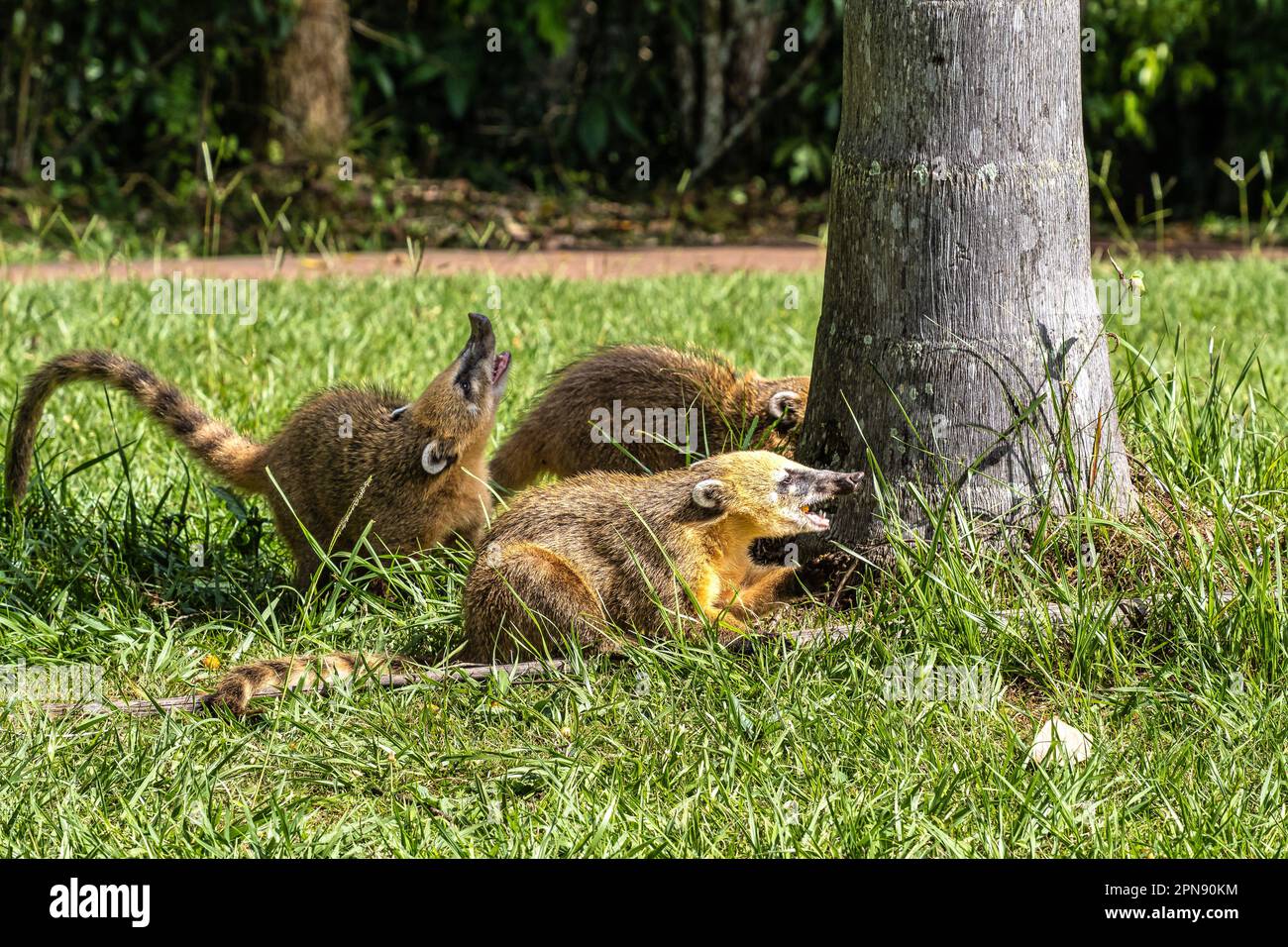 Family of South American Coati, Ring-tailed Coati, Nasua nasua at ...