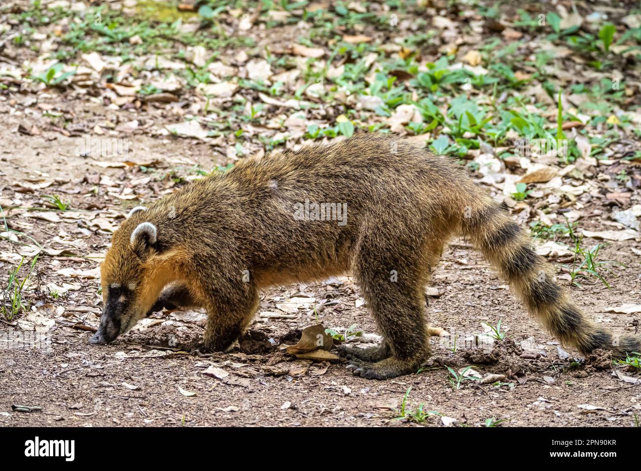 Family of South American Coati, Ring-tailed Coati, Nasua nasua at ...