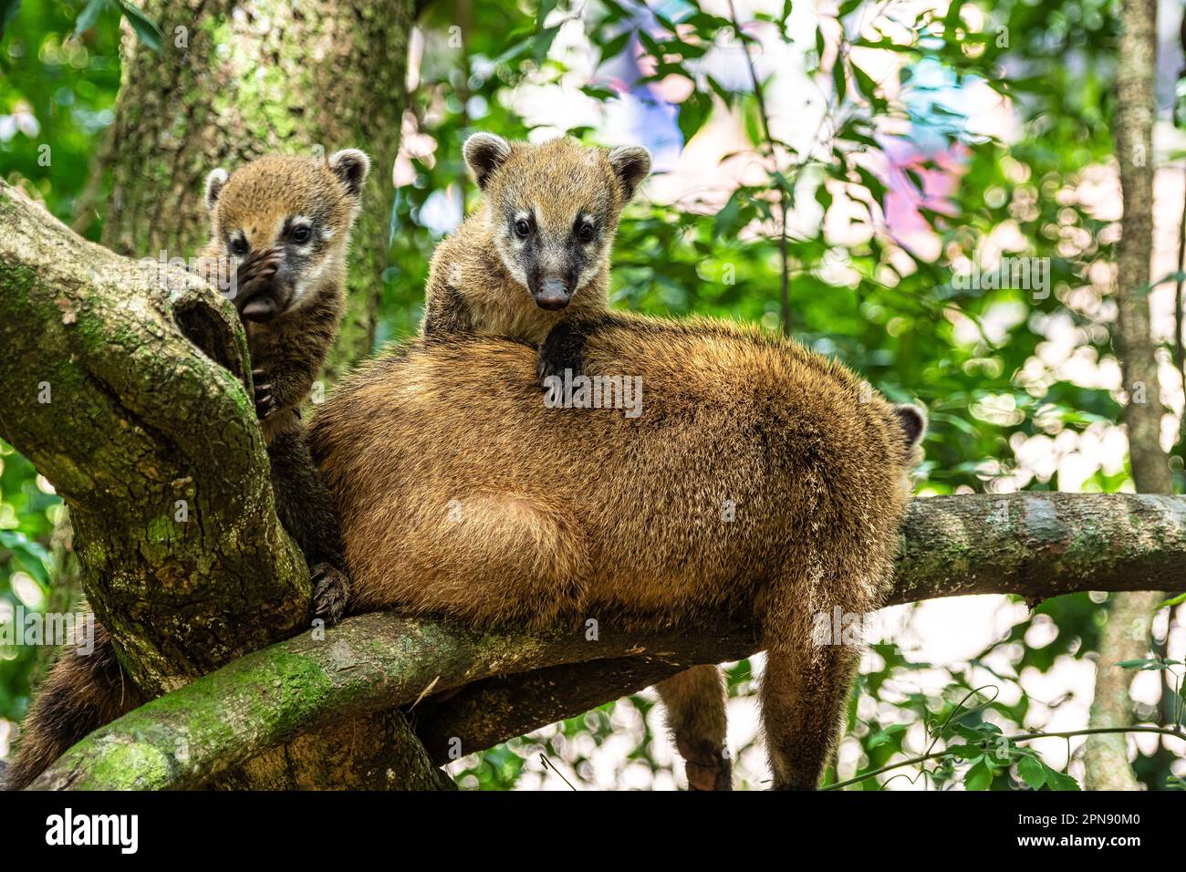 Family of South American Coati, Ring-tailed Coati, Nasua nasua at ...