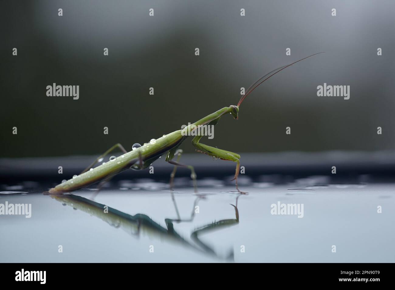 Side view of the green praying mantis. Preying mantis after the rain ...