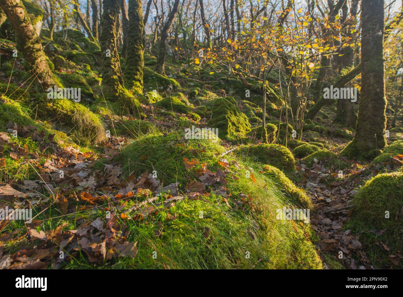 Autumn in an ancient oak woodland, Ty Canol National Nature Reserve ...