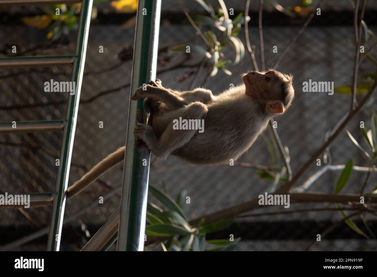 monkey at Bannerghatta national park Bangalore playing in the zoo ...