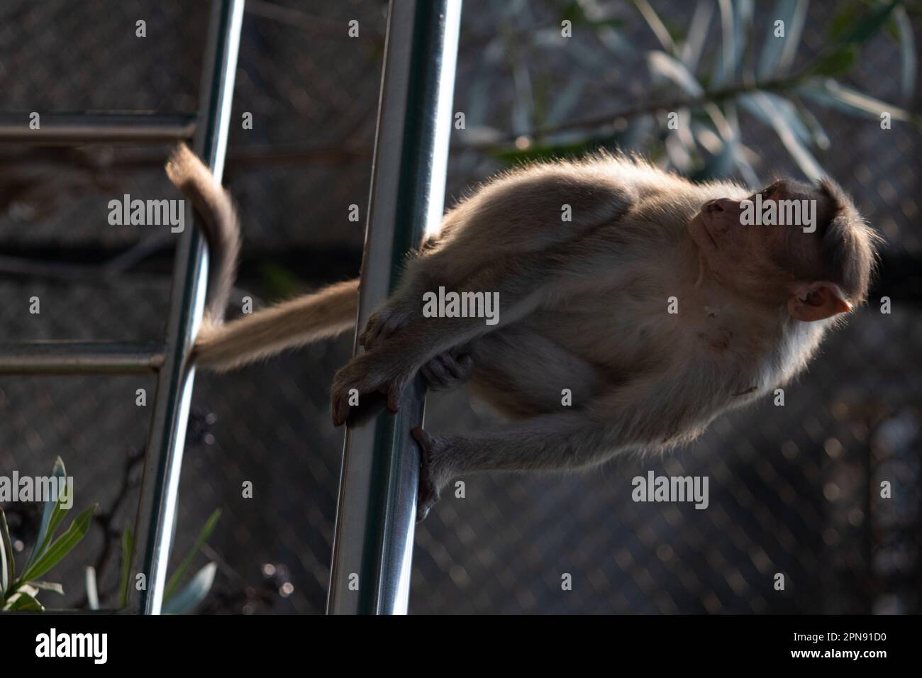 monkey at Bannerghatta national park Bangalore playing in the zoo ...