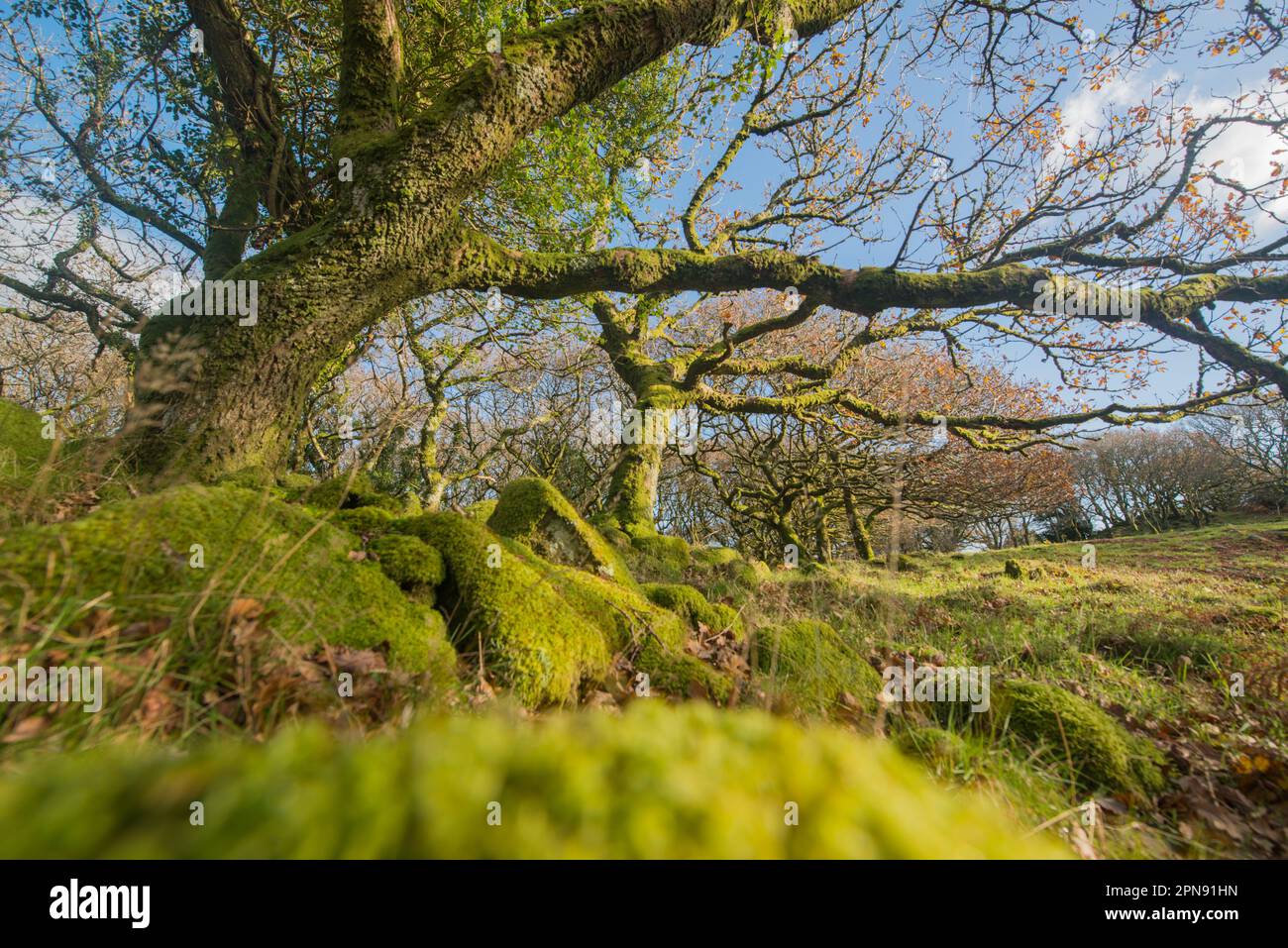 Autumn in an ancient oak woodland, Ty Canol National Nature Reserve ...