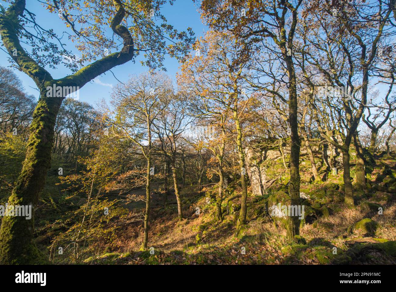 Autumn in an ancient oak woodland, Ty Canol National Nature Reserve ...