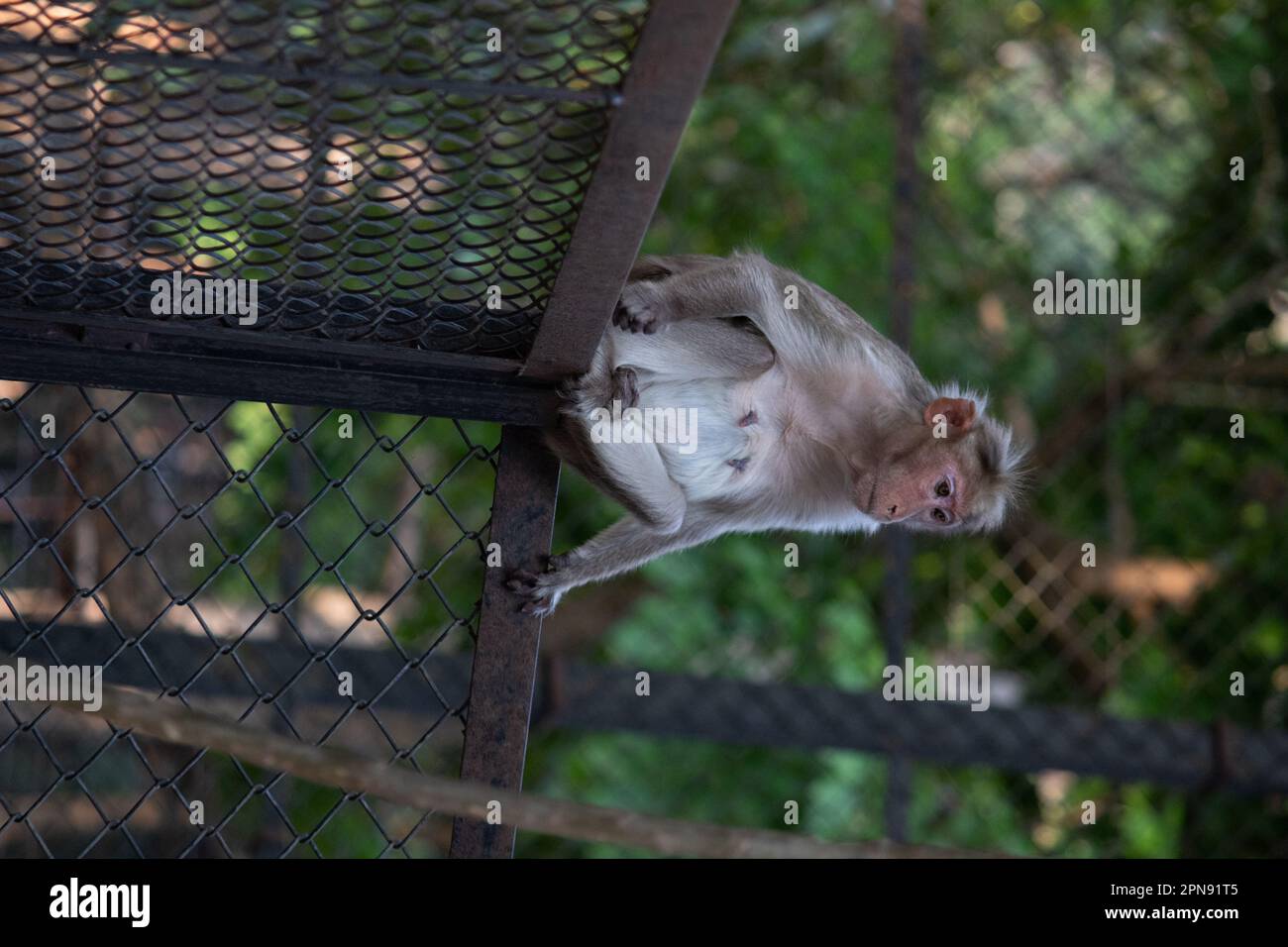 monkey at Bannerghatta national park Bangalore playing in the zoo ...