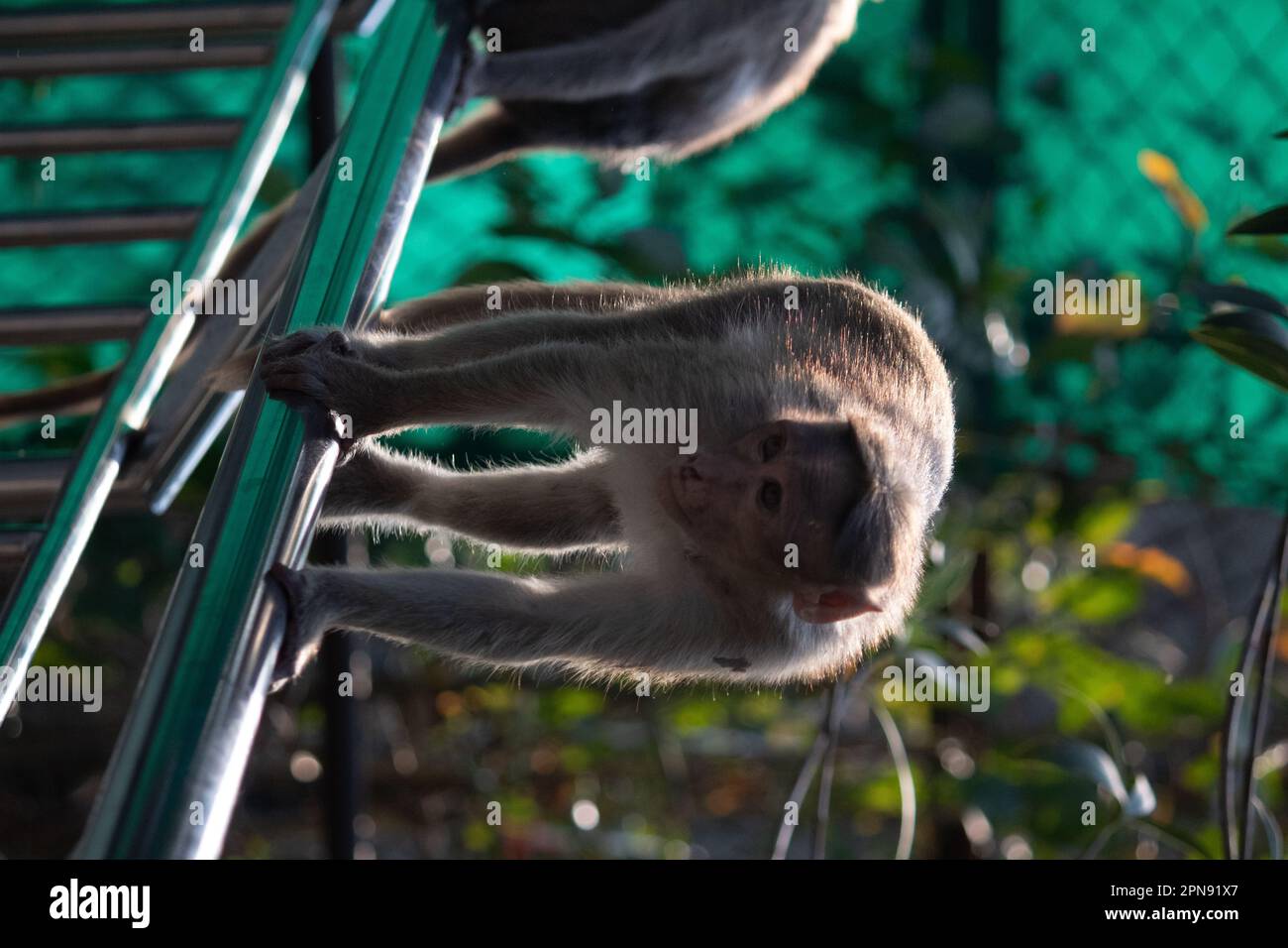 monkey at Bannerghatta national park Bangalore playing in the zoo ...