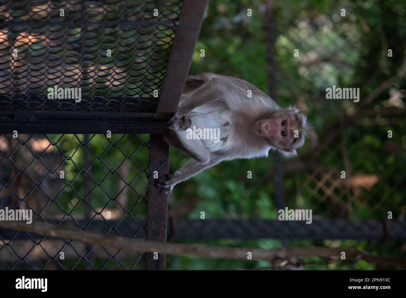 monkey at Bannerghatta national park Bangalore playing in the zoo ...