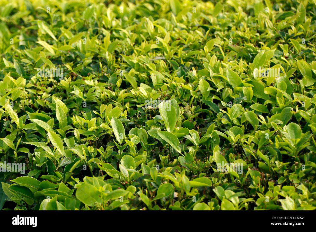 fresh young tea leaves in a mountain farm in munnar kerala close up ...