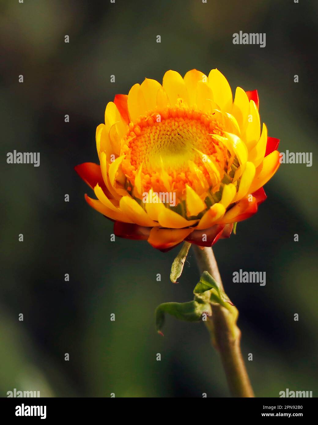 Australian native flowers wallpaper hi-res stock photography and images ...