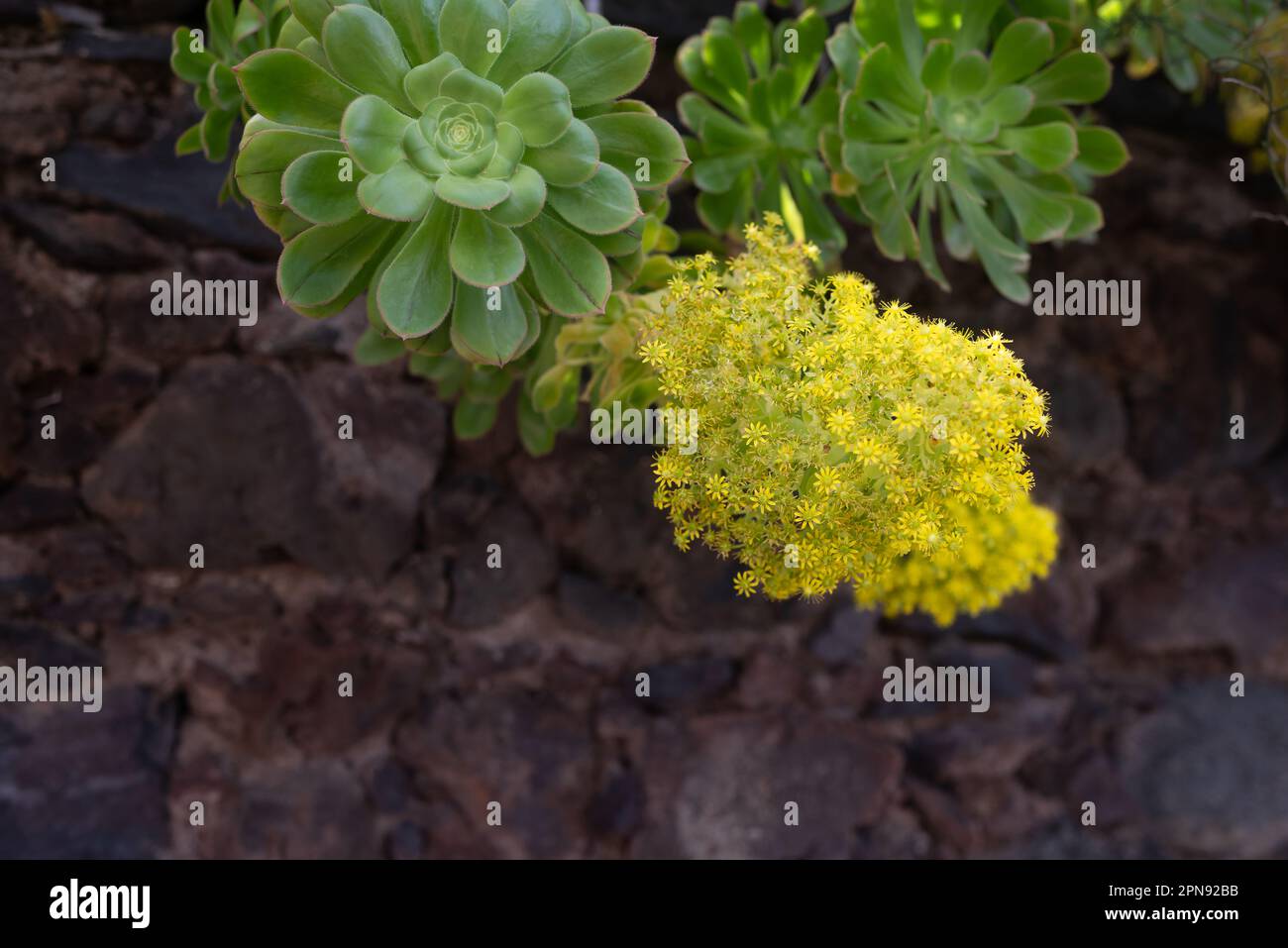 Mostly blurred yellow flowers with rosette of green leaves on rock wall ...