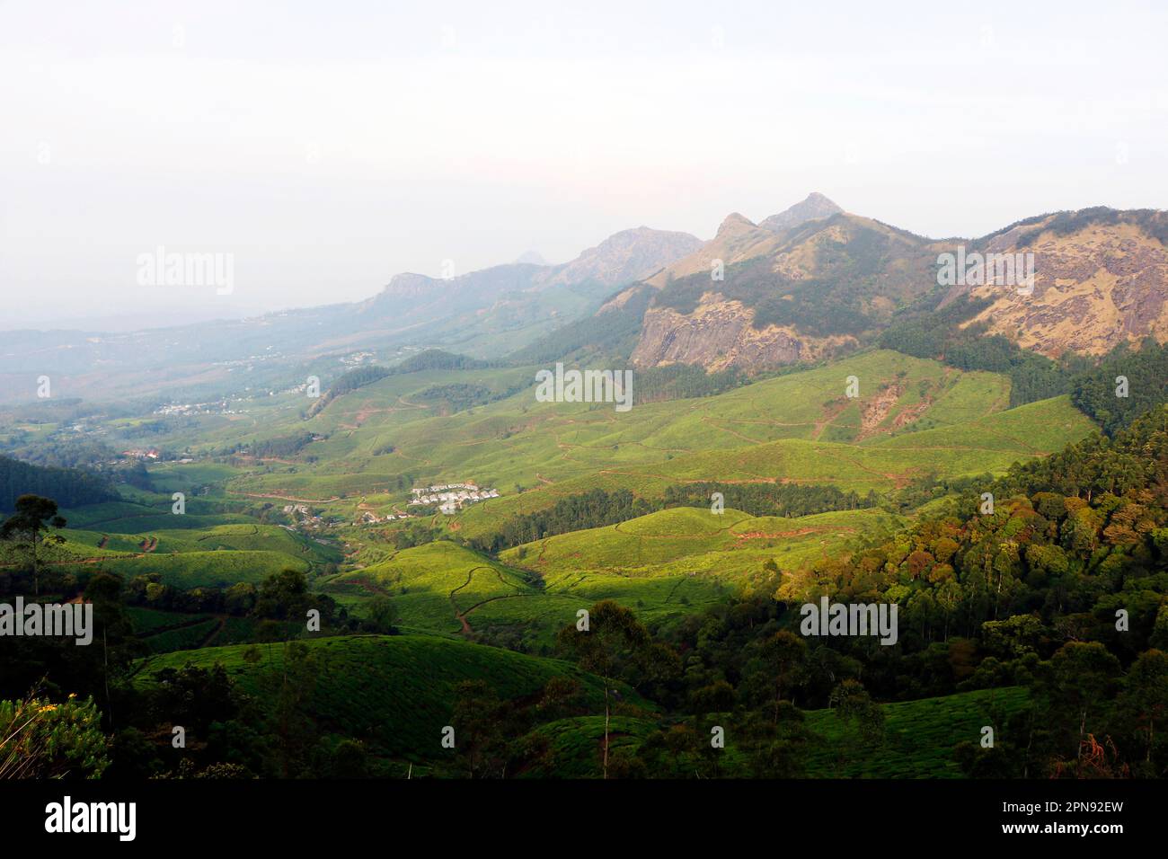 wide ankle tea garden farm view with mountain in kerala Stock Photo - Alamy
