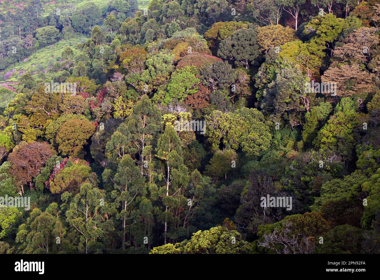 beautiful thick rain forest in kerala from top view Stock Photo - Alamy