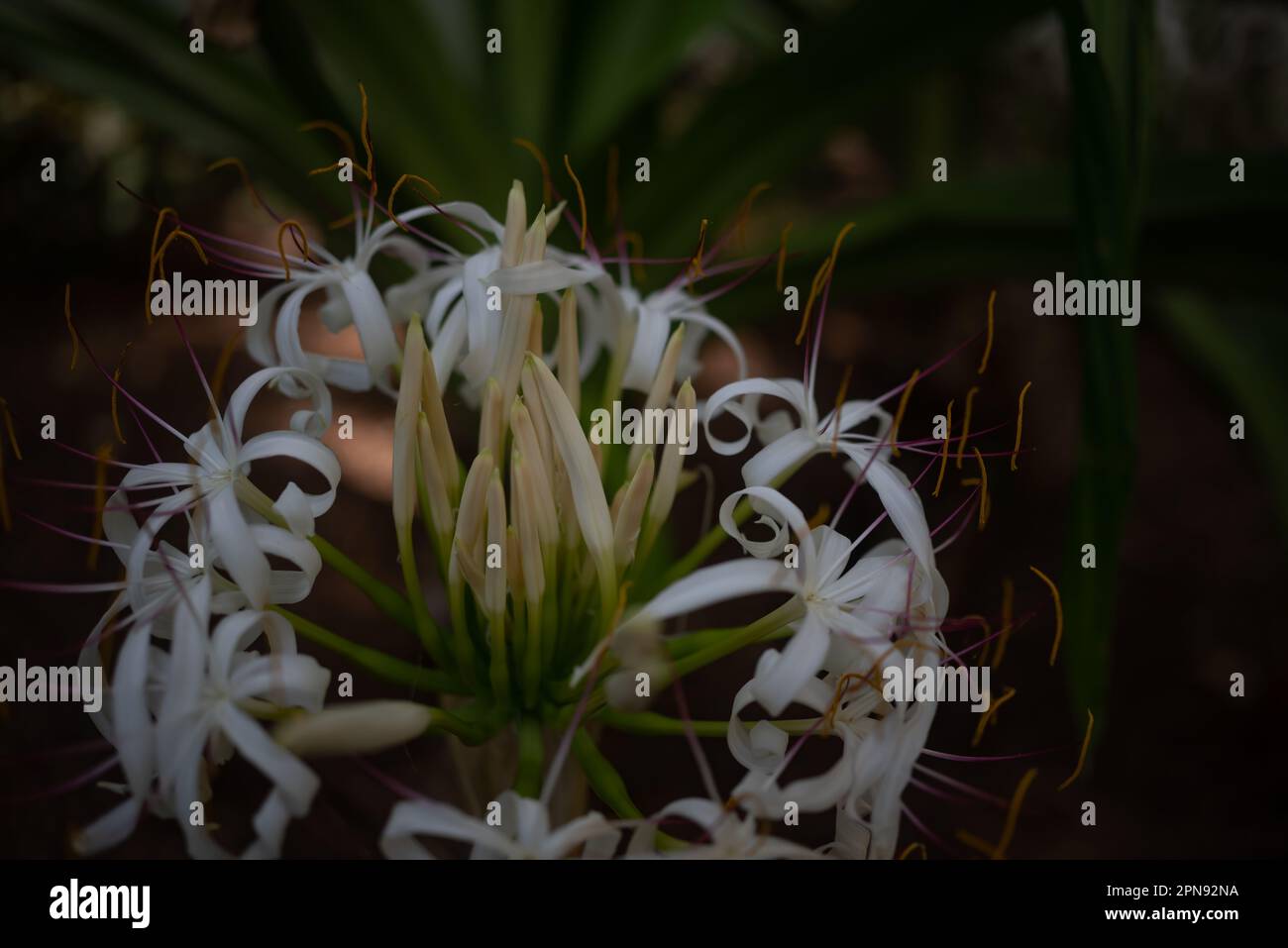 Mostly blurred dark photo of a white flower of mangrove lily or poison ...