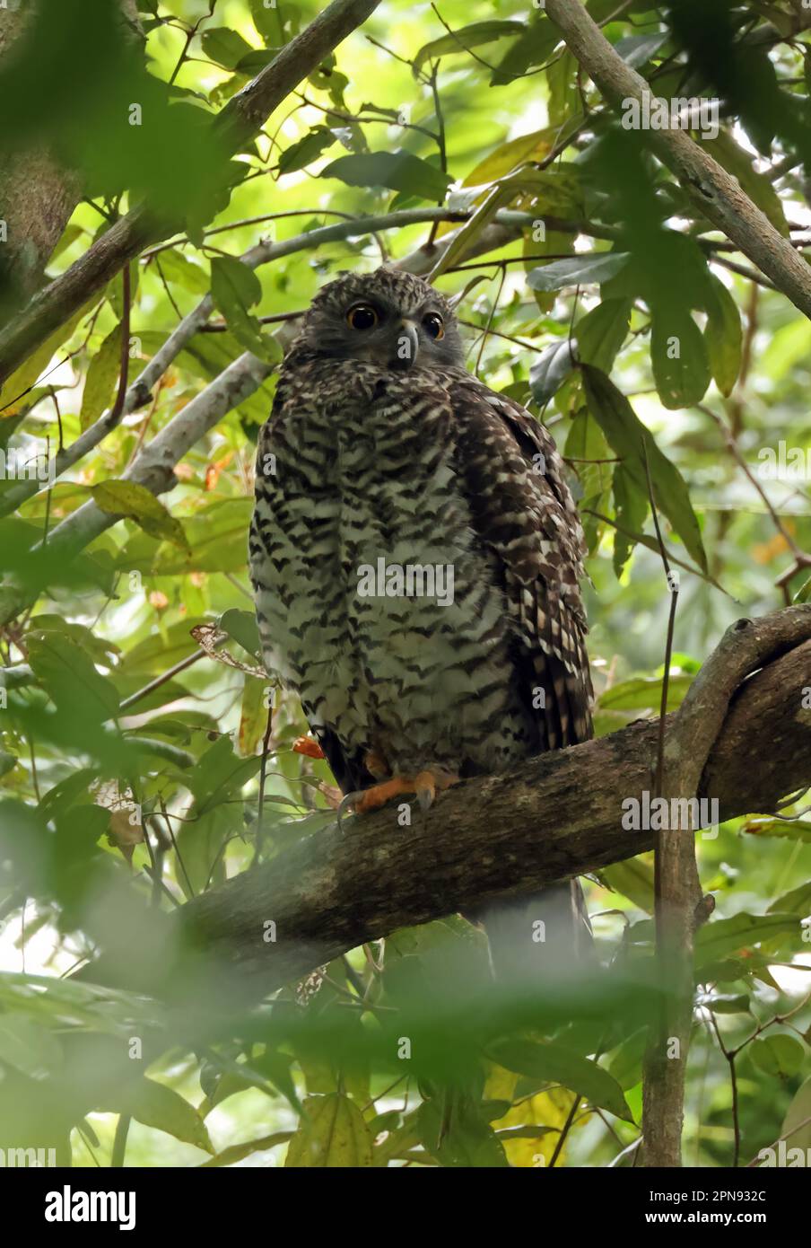 Powerful Owl (Ninox strenua) adult perched in tree in daytime roost ...