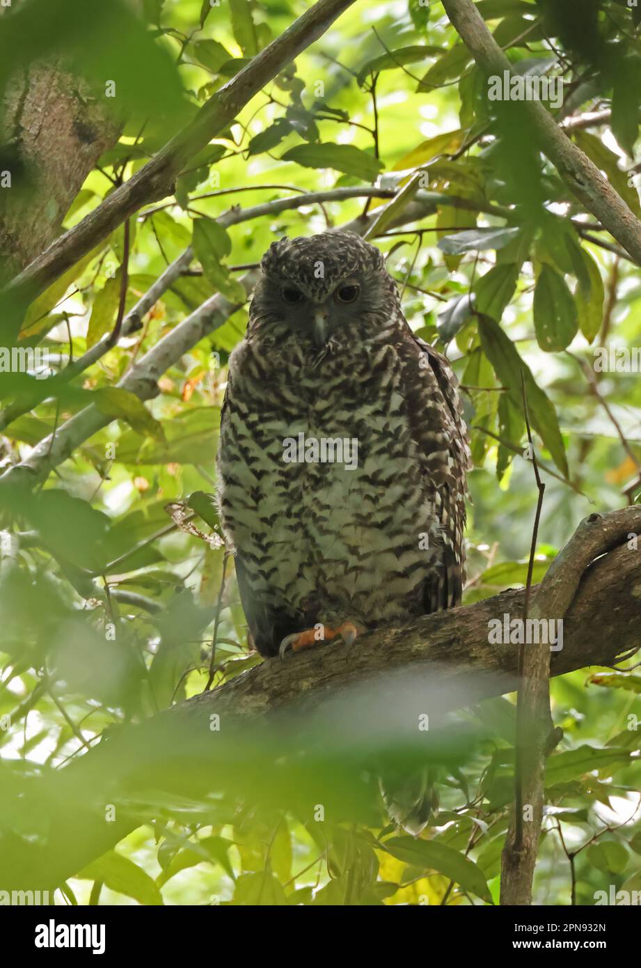 Powerful Owl (Ninox strenua) adult perched in tree in daytime roost ...