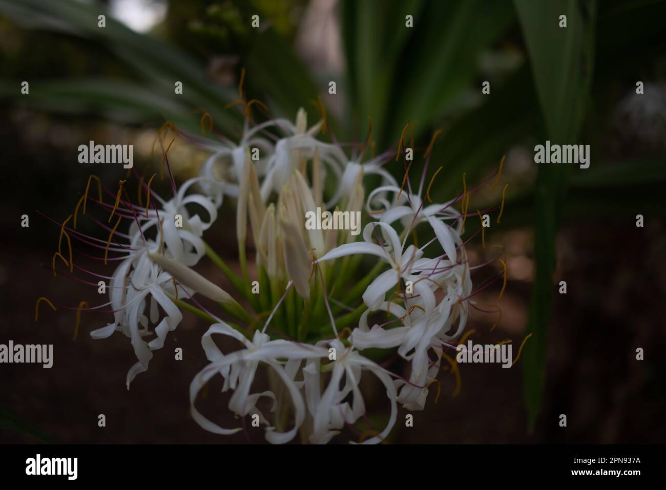 Mostly blurred dark photo of a white flower of mangrove lily or poison ...