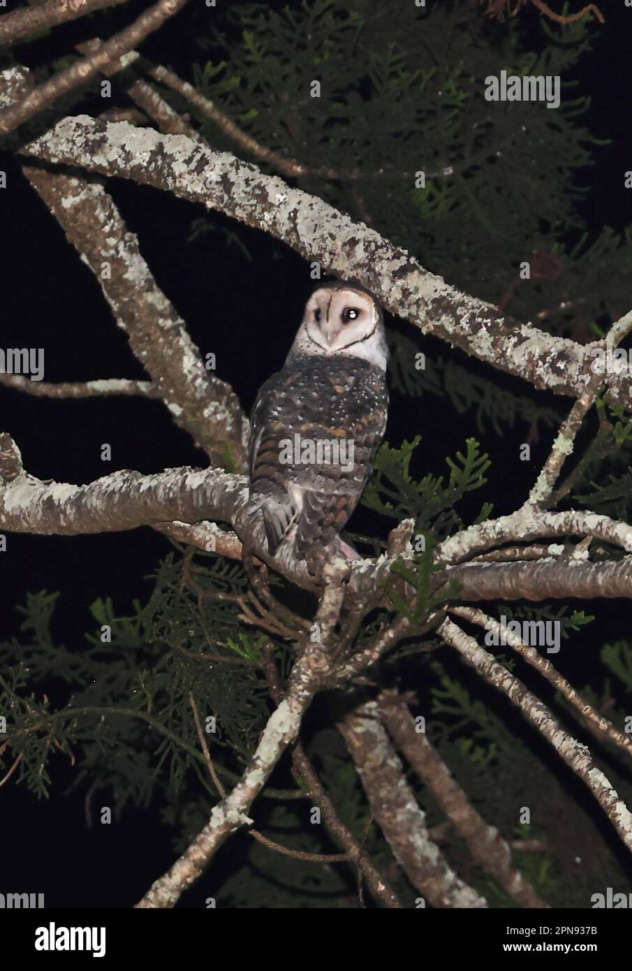 Masked owl hi-res stock photography and images - Alamy