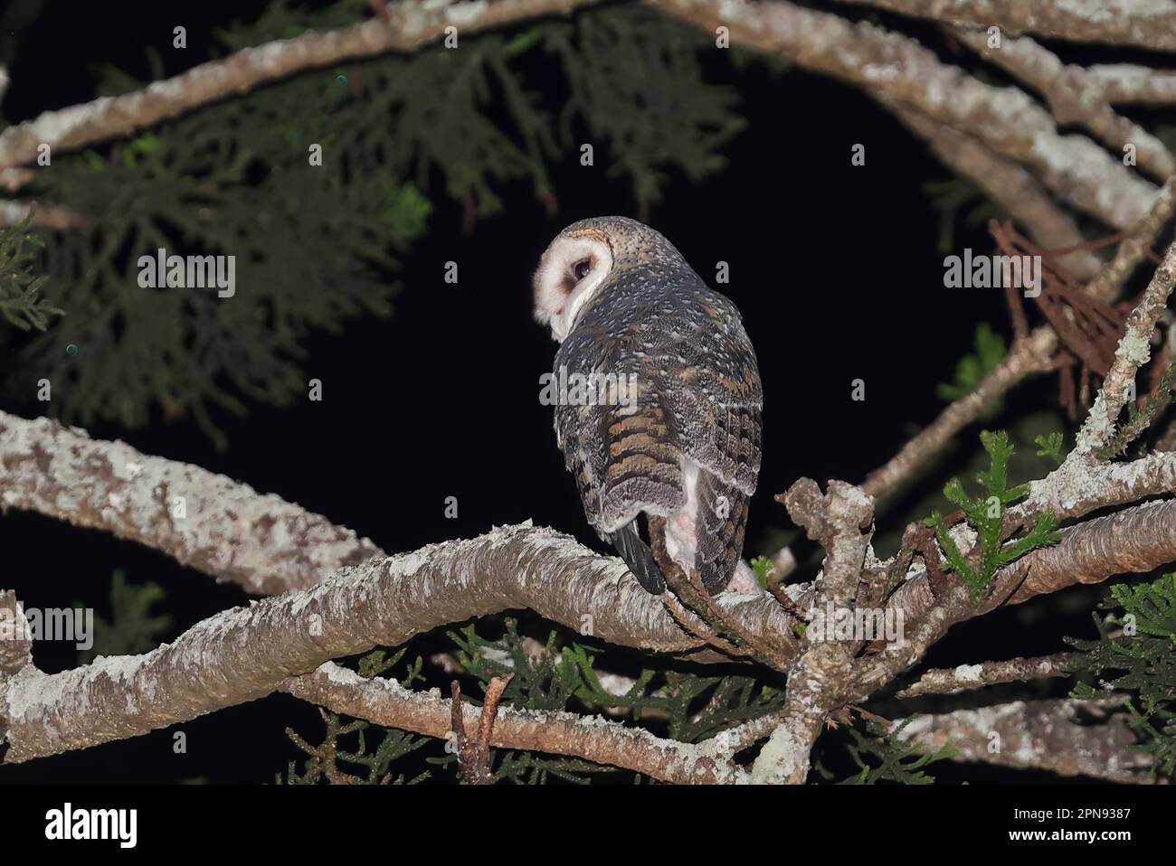 Masked owl hi-res stock photography and images - Alamy