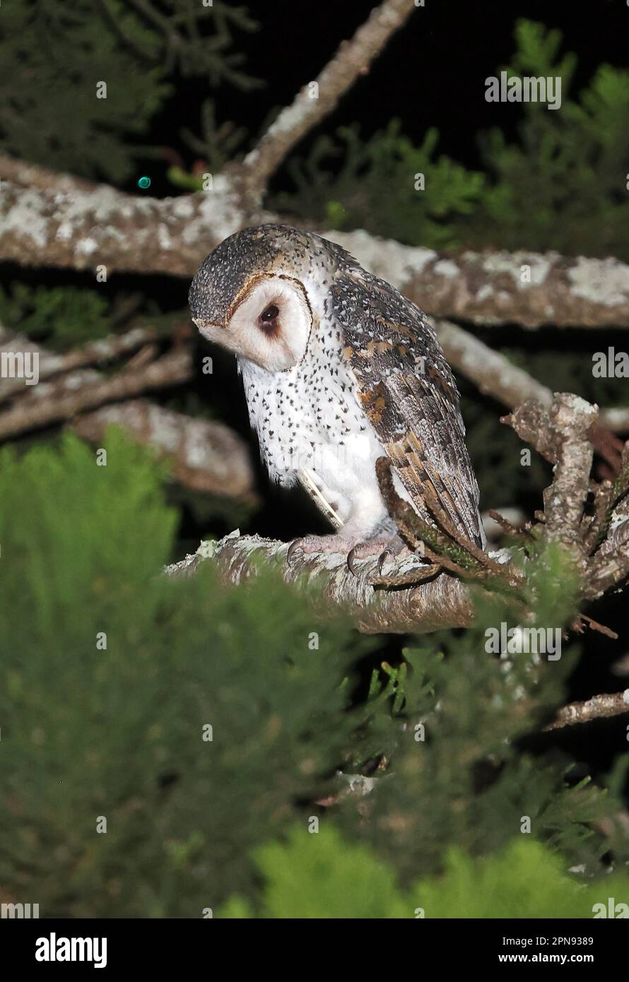 Masked owl hi-res stock photography and images - Alamy