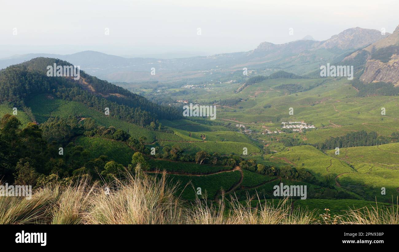 natural tea garden farm view with mountain in kerala Stock Photo - Alamy