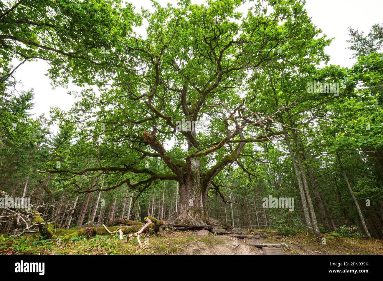 Lush and verdant the oak of Paavola (Paavolan Tammi) - large, old and ...
