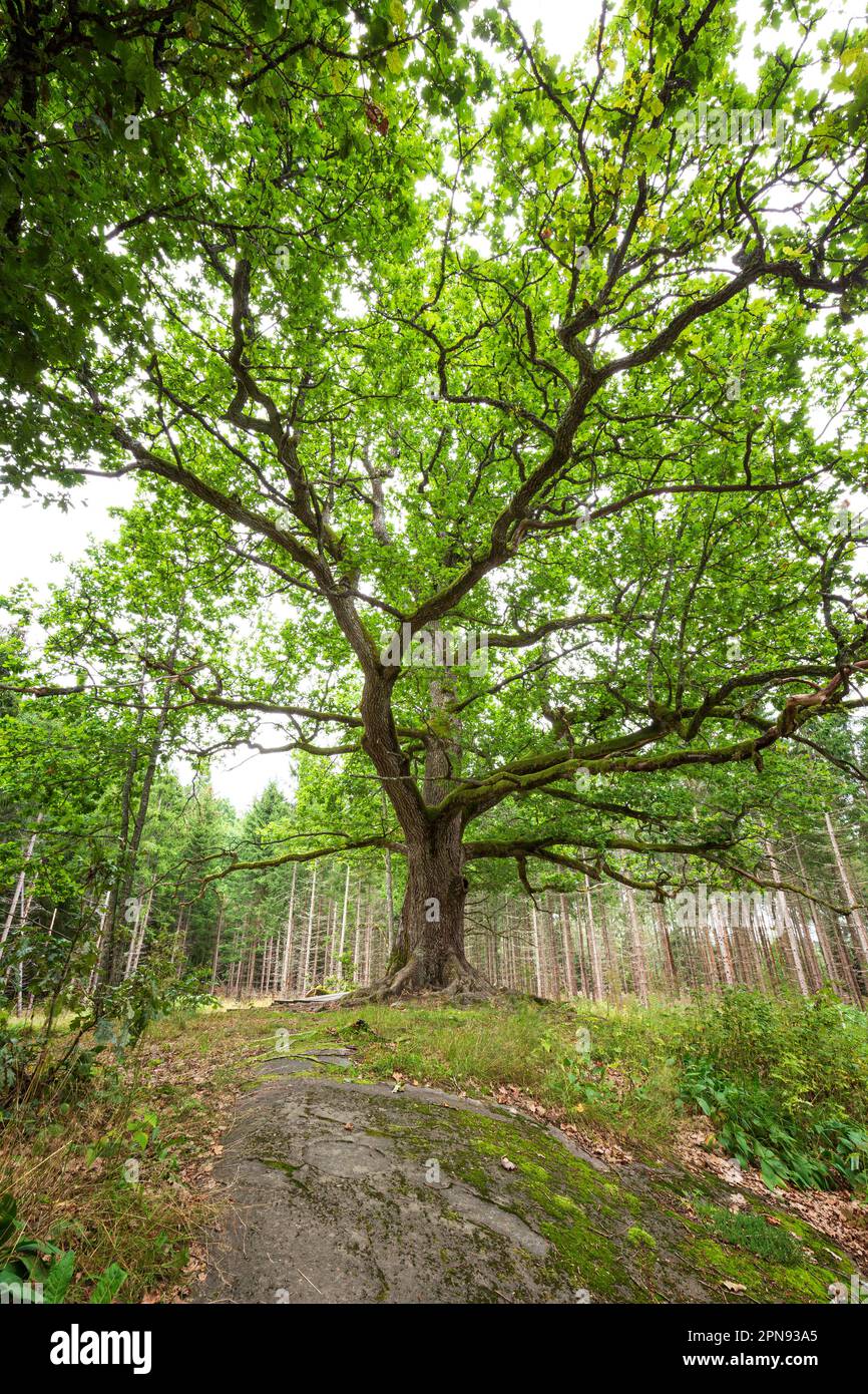 Lush and verdant the oak of Paavola (Paavolan Tammi) - large, old and ...