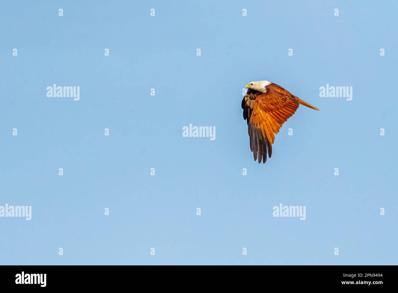 A Brahminy kite flying with its wings down Stock Photo - Alamy