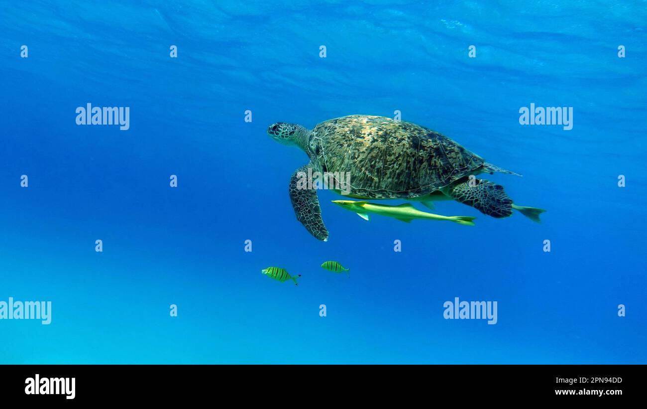 Big Green turtle on the reefs of the Red Sea. Green turtles are the ...