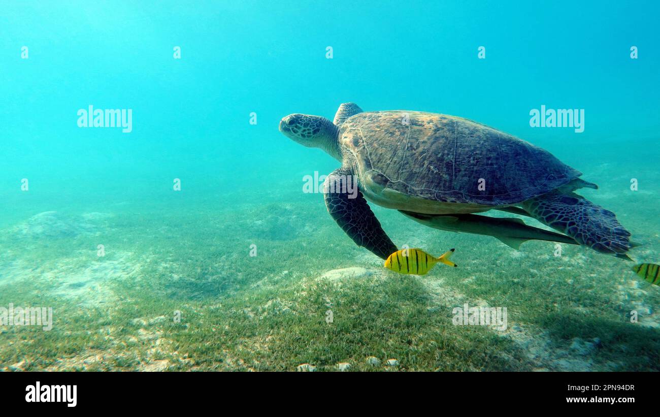 Big Green turtle on the reefs of the Red Sea. Green turtles are the ...