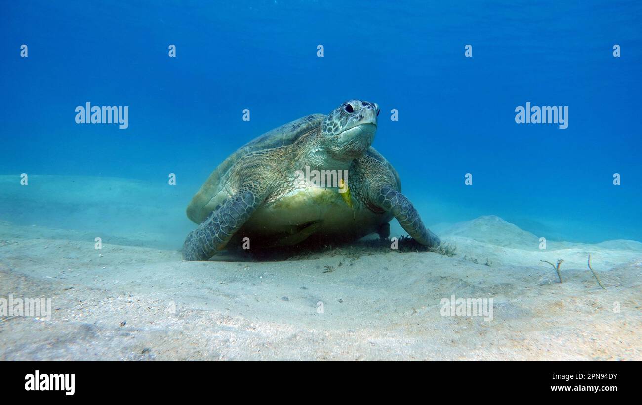 Big Green turtle on the reefs of the Red Sea. Green turtles are the ...