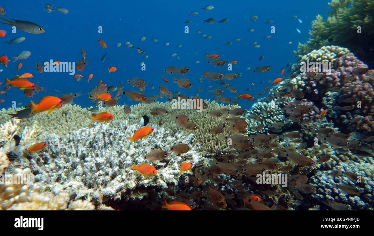 Colorful tropical fish on a coral reef, amazingly beautiful fairy world ...