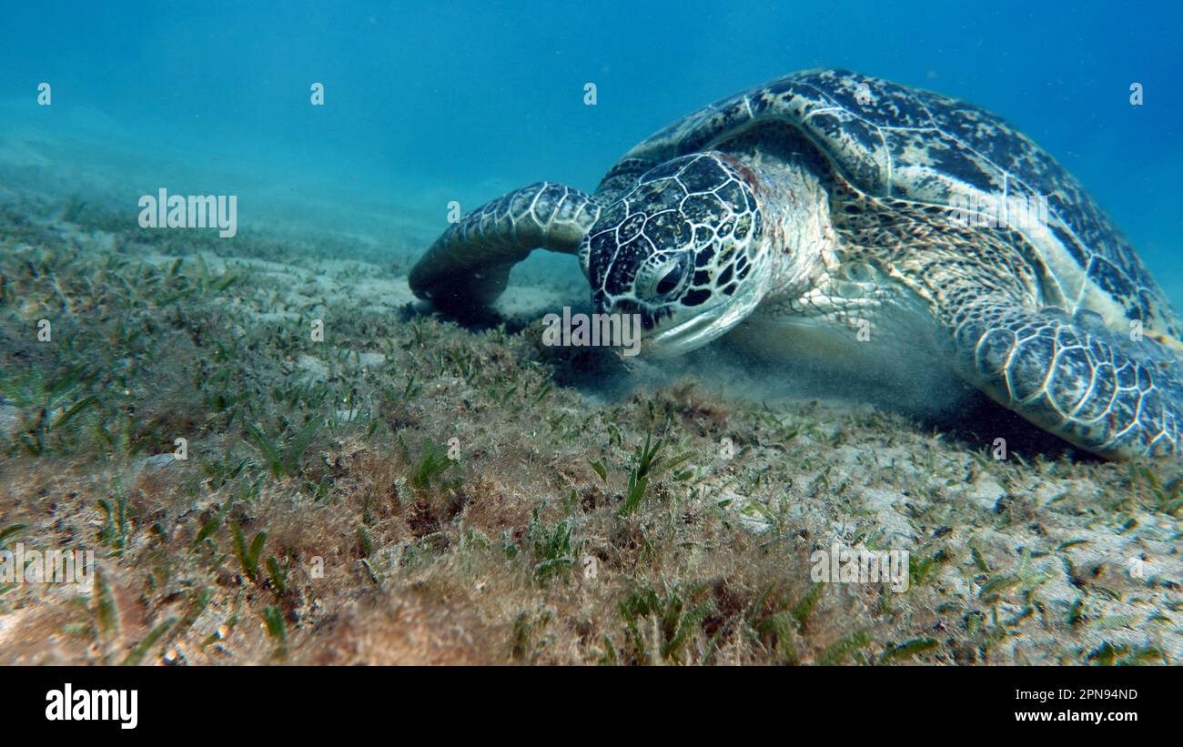 Big Green turtle on the reefs of the Red Sea. Green turtles are the ...