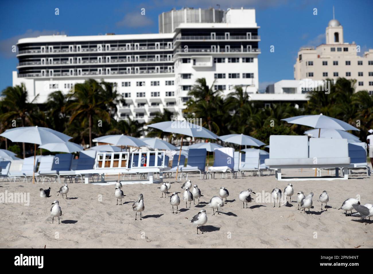 Miami south beach seagulls hi-res stock photography and images - Alamy