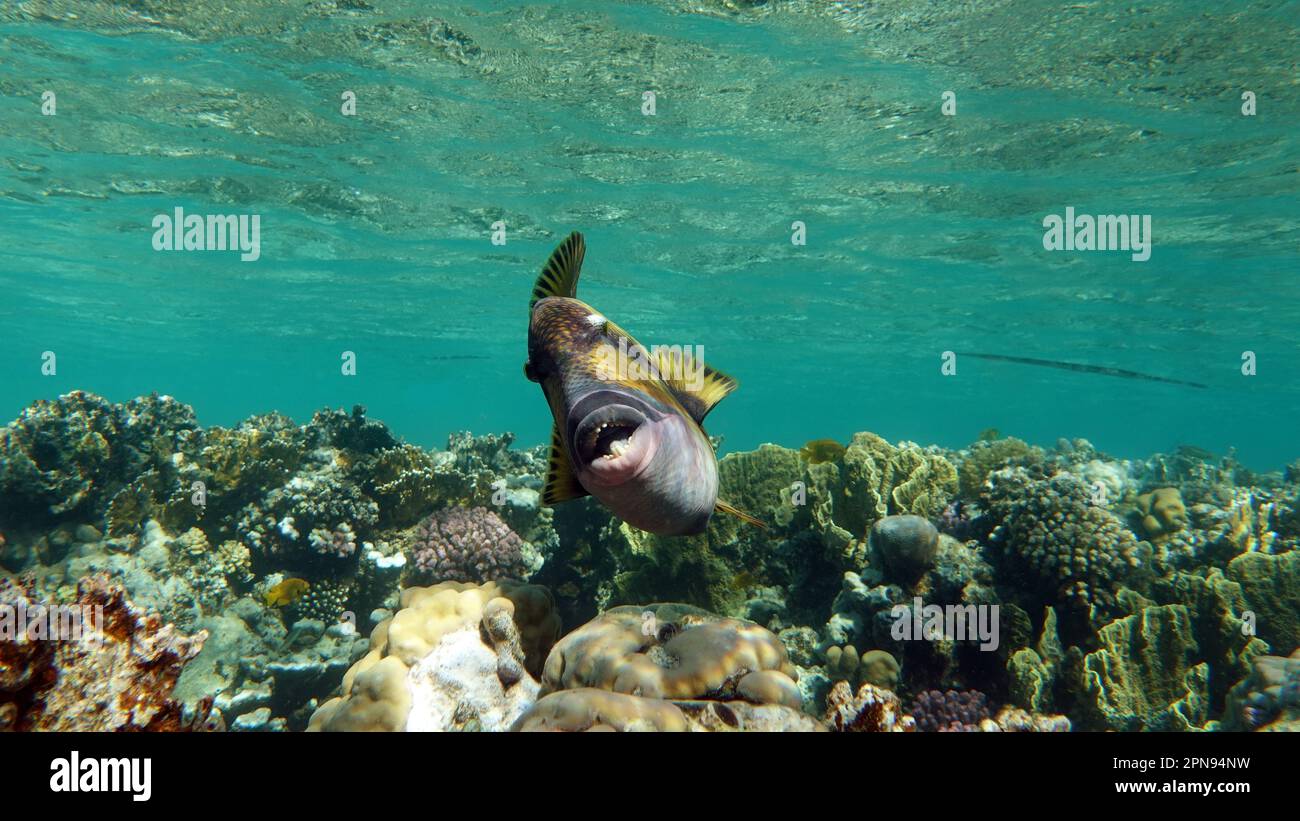 Titan Triggerfish on a tropical coral reef.The titan triggerfish, giant ...